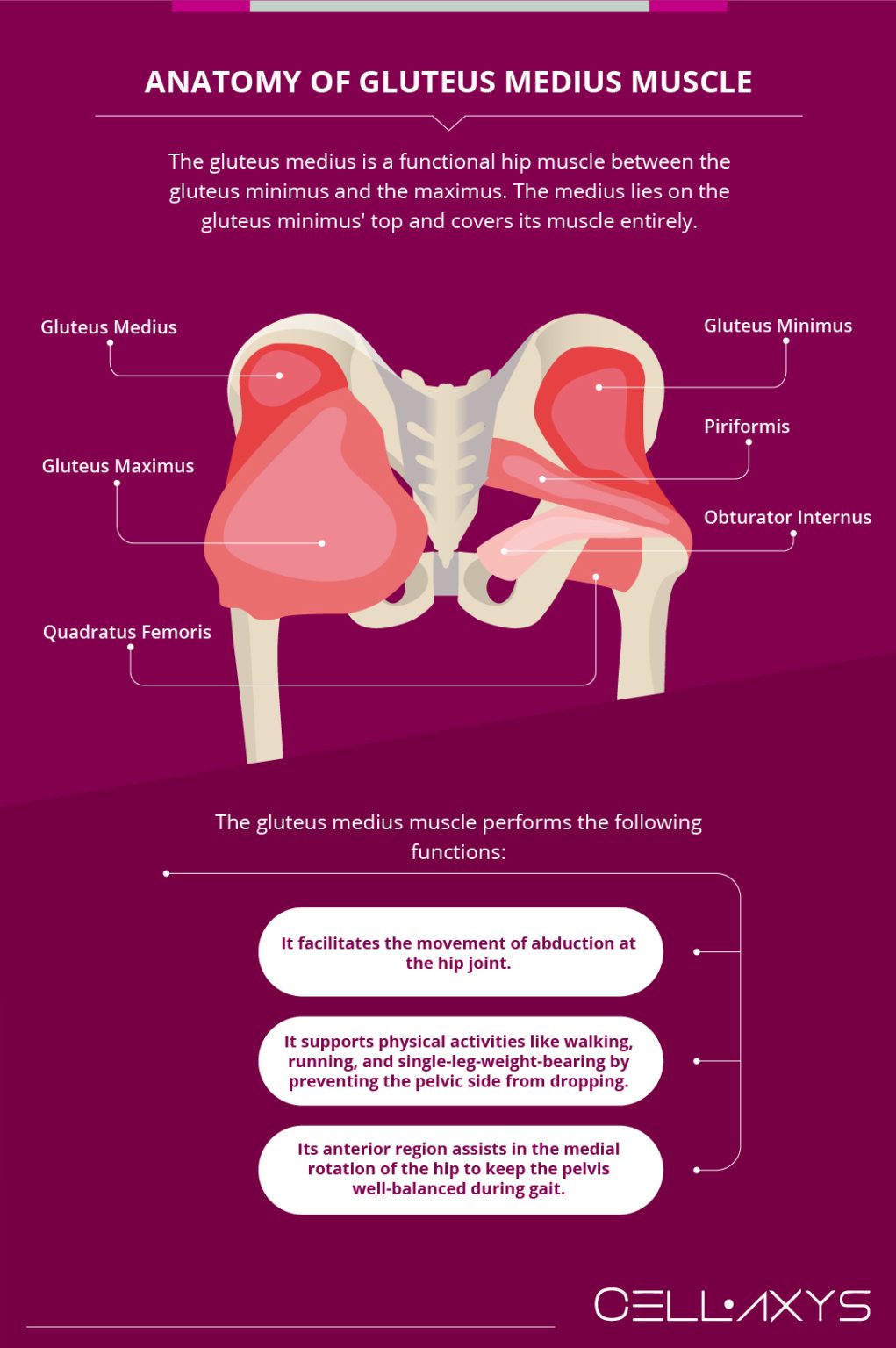 Gluteus Medius Pain: Causes, Symptoms, And Treatments - Cellaxys